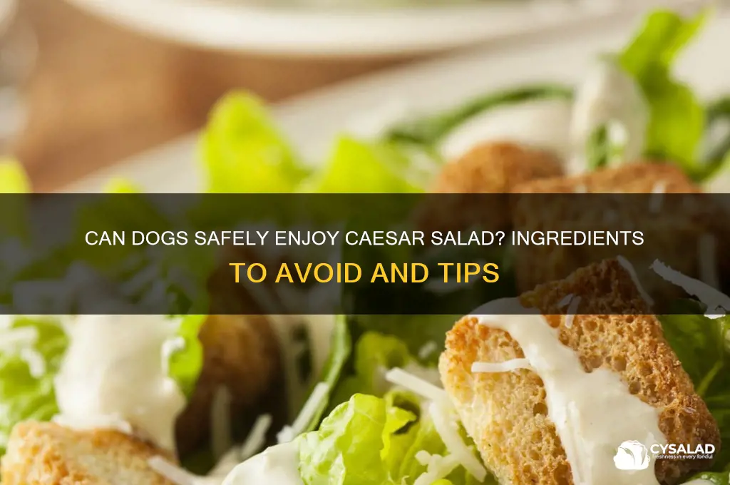 Can Dogs Safely Enjoy Caesar Salad? Ingredients To Avoid And Tips | CySalad