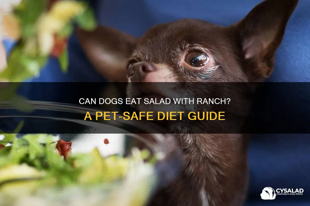 Can Dogs Eat Salad With Ranch? A Pet-Safe Diet Guide | CySalad