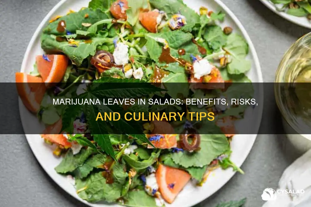 Marijuana Leaves In Salads: Benefits, Risks, And Culinary Tips | CySalad