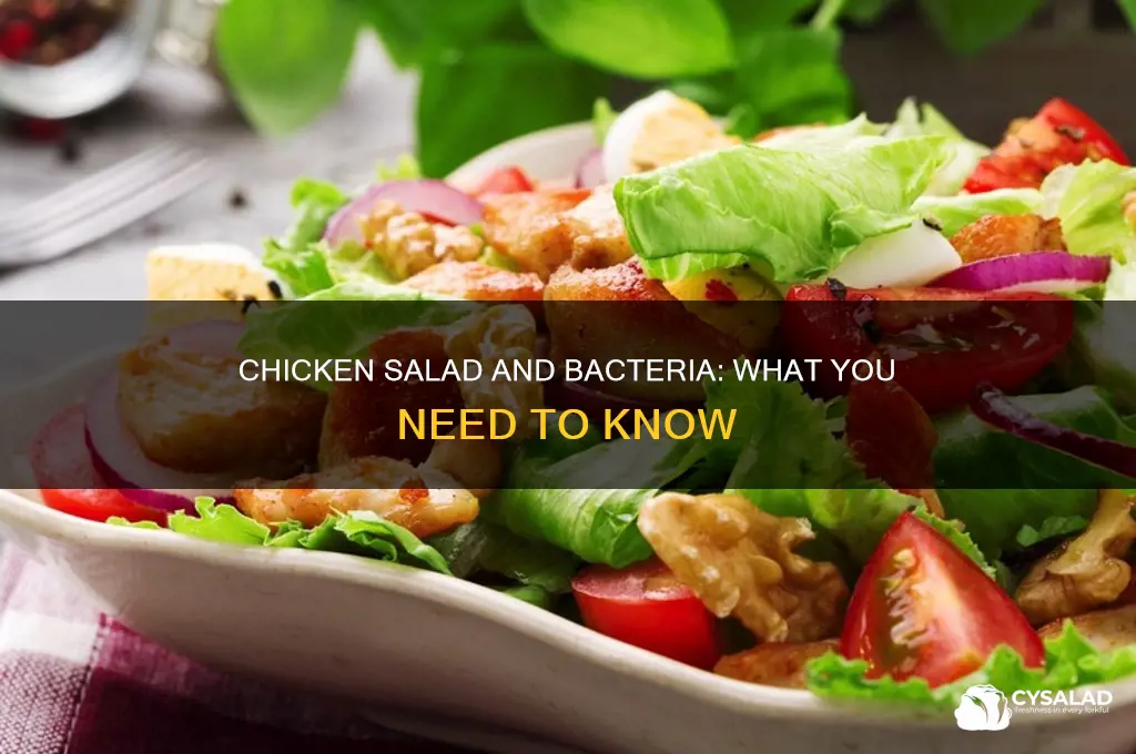 Chicken Salad And Bacteria: What You Need To Know | CySalad