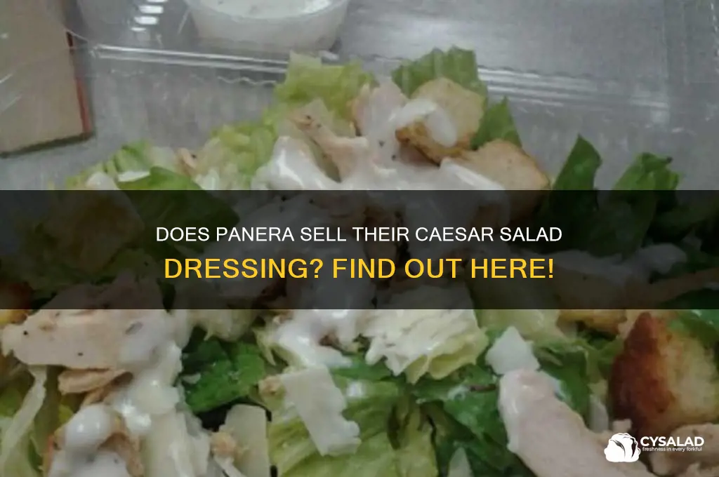 Does Panera Sell Their Caesar Salad Dressing? Find Out Here! | CySalad