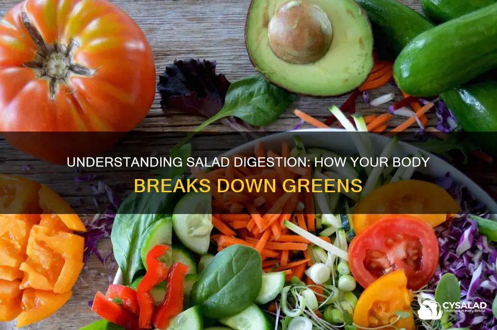 Understanding Salad Digestion: How Your Body Breaks Down Greens | CySalad