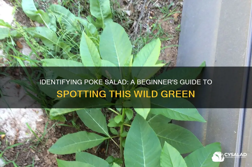 Identifying Poke Salad: A Beginner's Guide To Spotting This Wild Green ...