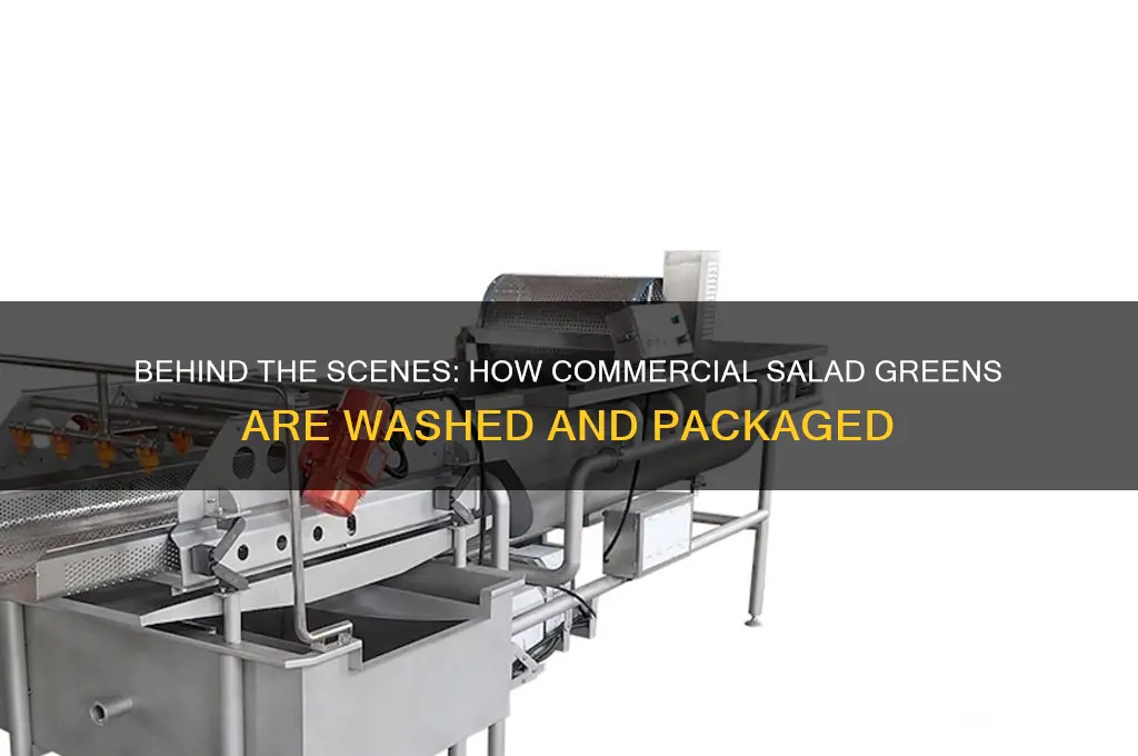 Behind The Scenes: How Commercial Salad Greens Are Washed And Packaged ...