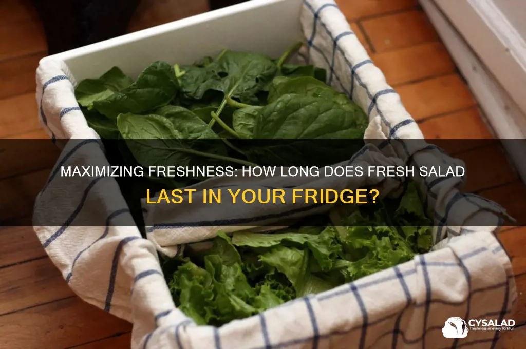 Maximizing Freshness: How Long Does Fresh Salad Last In Your Fridge ...