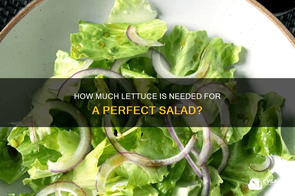 How Much Lettuce Is Needed For A Perfect Salad? | CySalad
