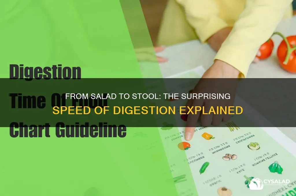 From Salad To Stool: The Surprising Speed Of Digestion Explained | CySalad