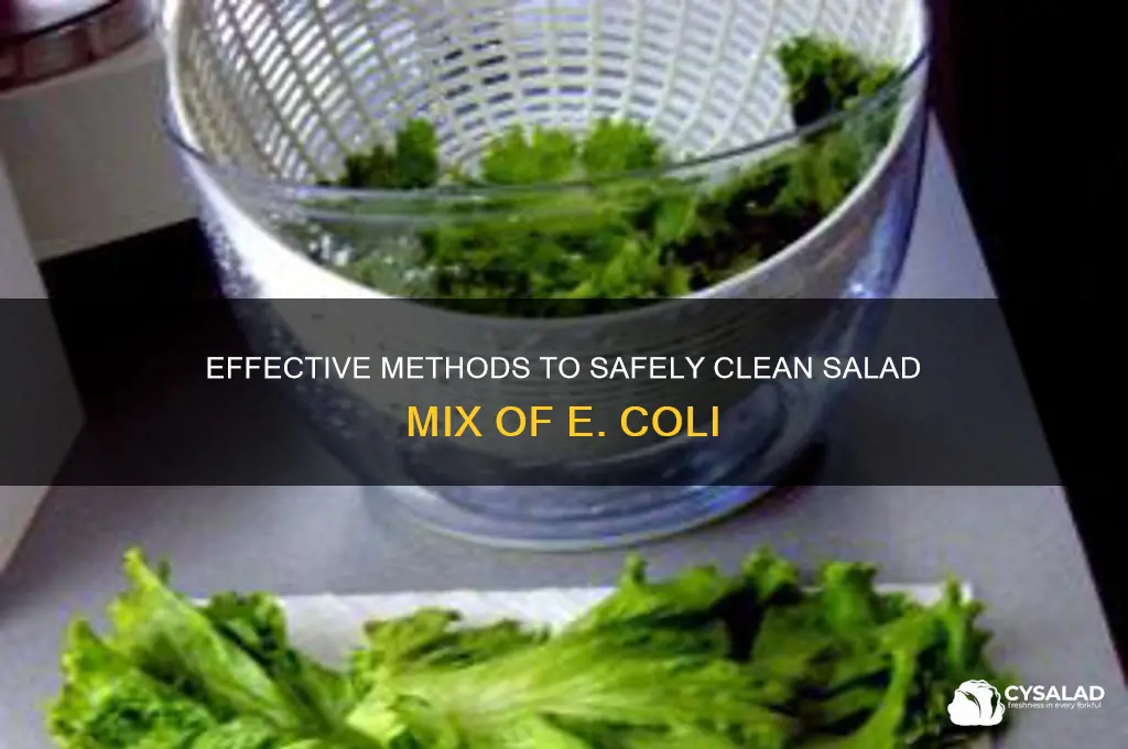 Effective Methods To Safely Clean Salad Mix Of E. Coli | CySalad