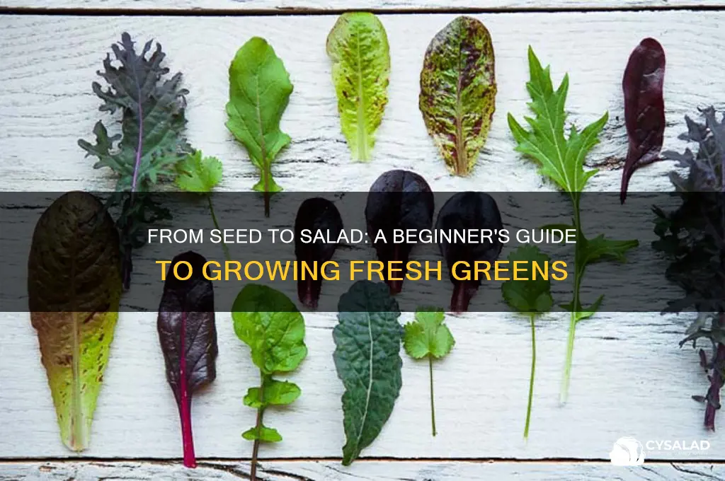 From Seed To Salad: A Beginner's Guide To Growing Fresh Greens | CySalad
