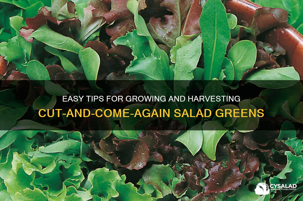 Easy Tips For Growing And Harvesting Cut-And-Come-Again Salad Greens ...