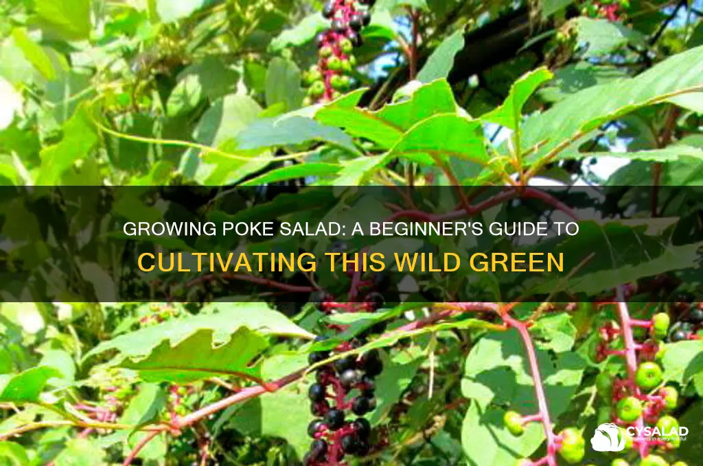 Growing Poke Salad: A Beginner's Guide To Cultivating This Wild Green ...