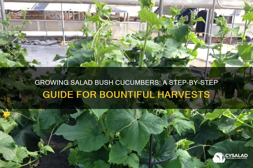 Growing Salad Bush Cucumbers: A Step-By-Step Guide For Bountiful ...