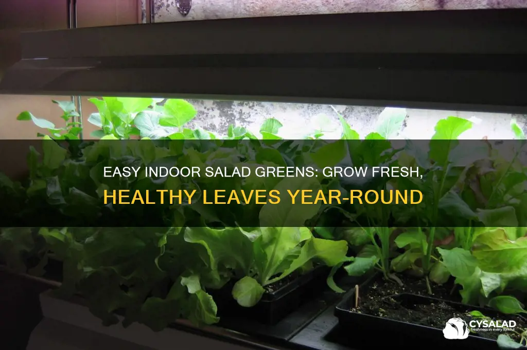 Easy Indoor Salad Greens: Grow Fresh, Healthy Leaves Year-Round | CySalad