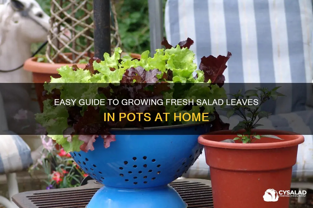 Easy Guide To Growing Fresh Salad Leaves In Pots At Home | CySalad