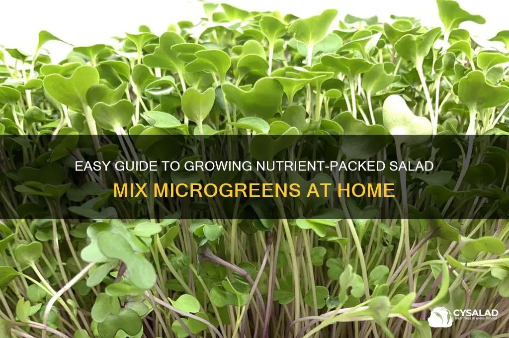 Easy Guide To Growing Nutrient-Packed Salad Mix Microgreens At Home ...