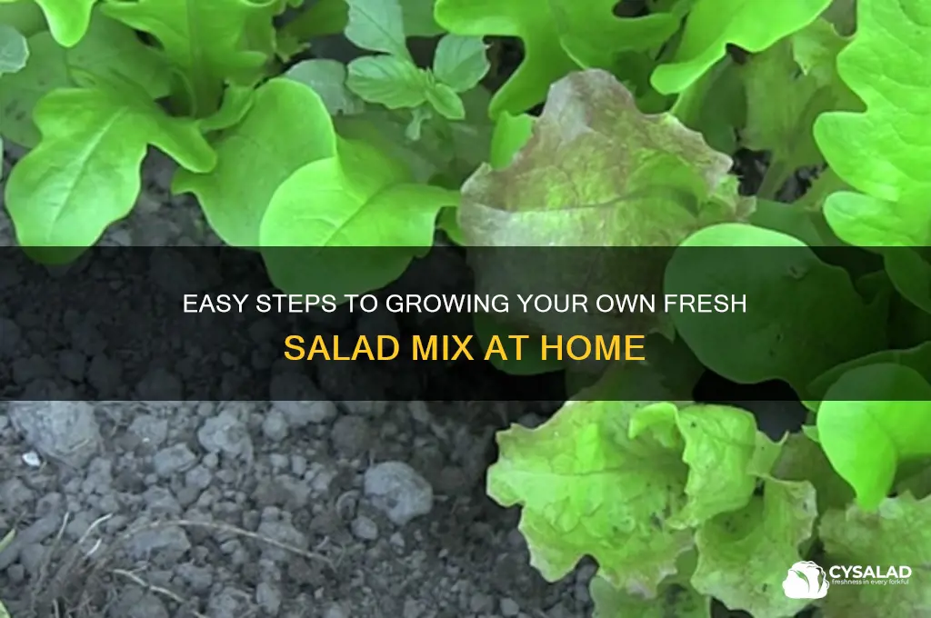 Easy Steps To Growing Your Own Fresh Salad Mix At Home | CySalad