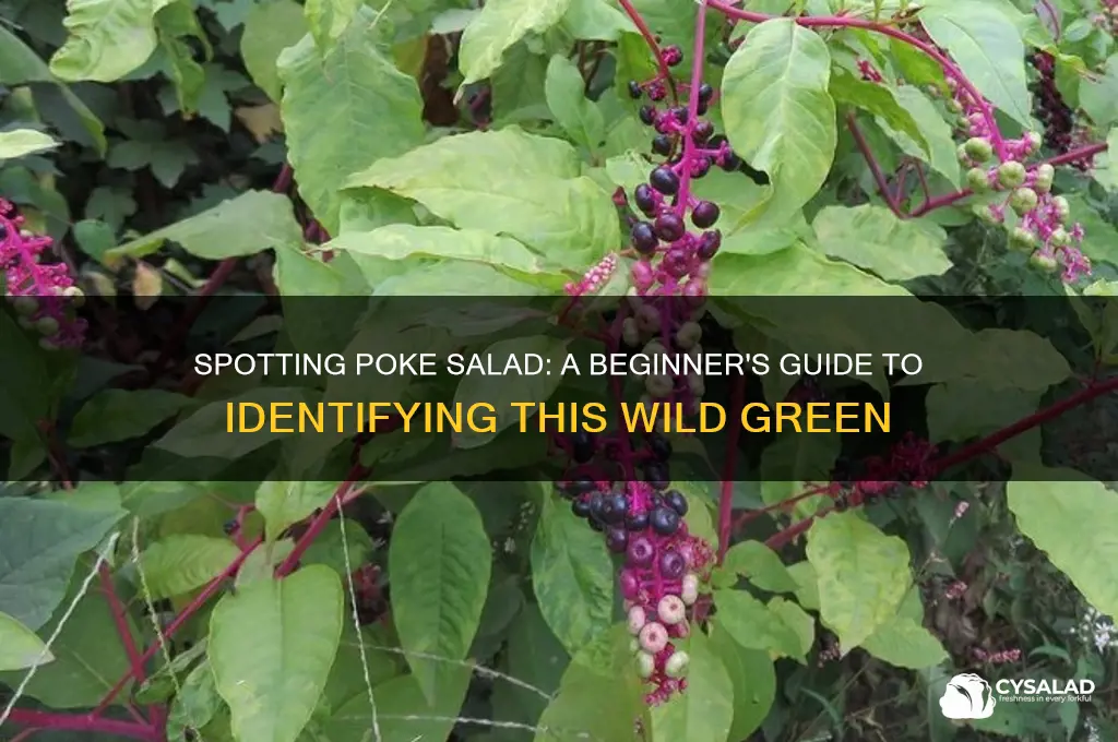 Spotting Poke Salad: A Beginner's Guide To Identifying This Wild Green ...