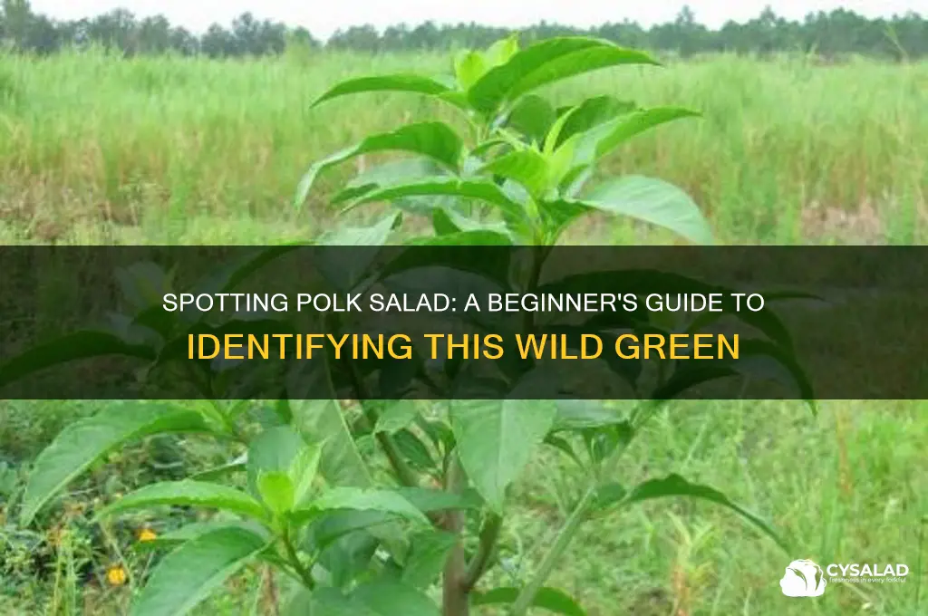 Spotting Polk Salad: A Beginner's Guide To Identifying This Wild Green ...