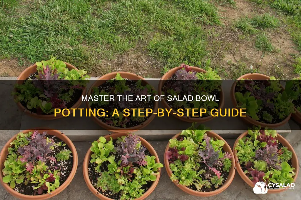 Master The Art Of Salad Bowl Potting: A Step-By-Step Guide | CySalad