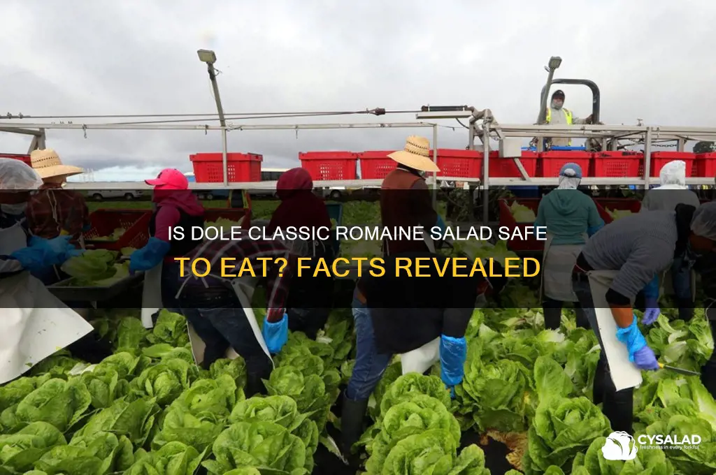 Is Dole Classic Romaine Salad Safe To Eat? Facts Revealed | CySalad