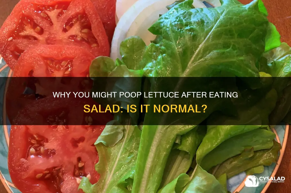 Why You Might Poop Lettuce After Eating Salad: Is It Normal? | CySalad