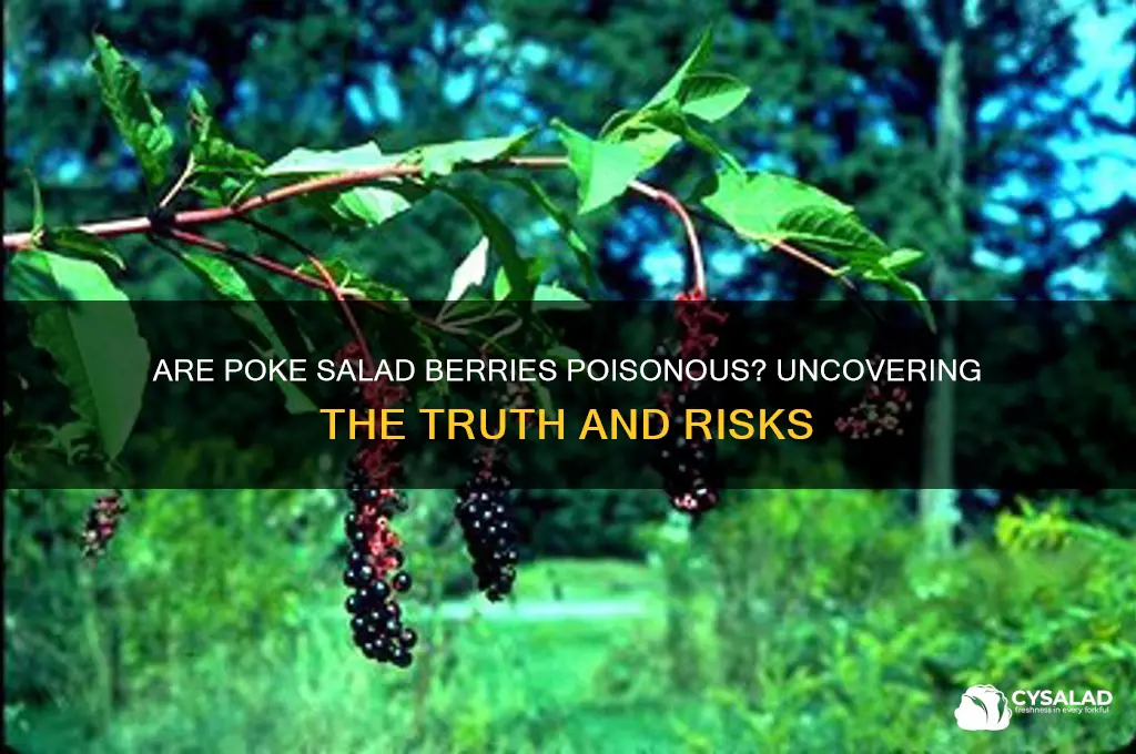 Are Poke Salad Berries Poisonous? Uncovering The Truth And Risks | CySalad