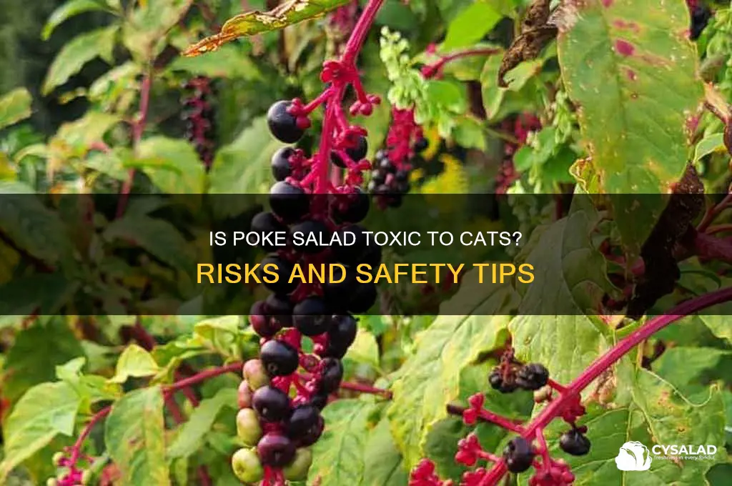Is Poke Salad Toxic To Cats? Risks And Safety Tips | CySalad