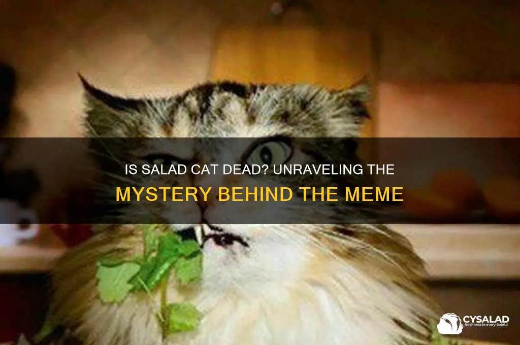 Is Salad Cat Dead? Unraveling The Mystery Behind The Meme | CySalad