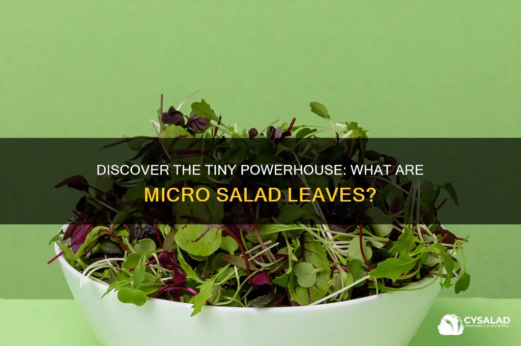 Discover The Tiny Powerhouse: What Are Micro Salad Leaves? | CySalad