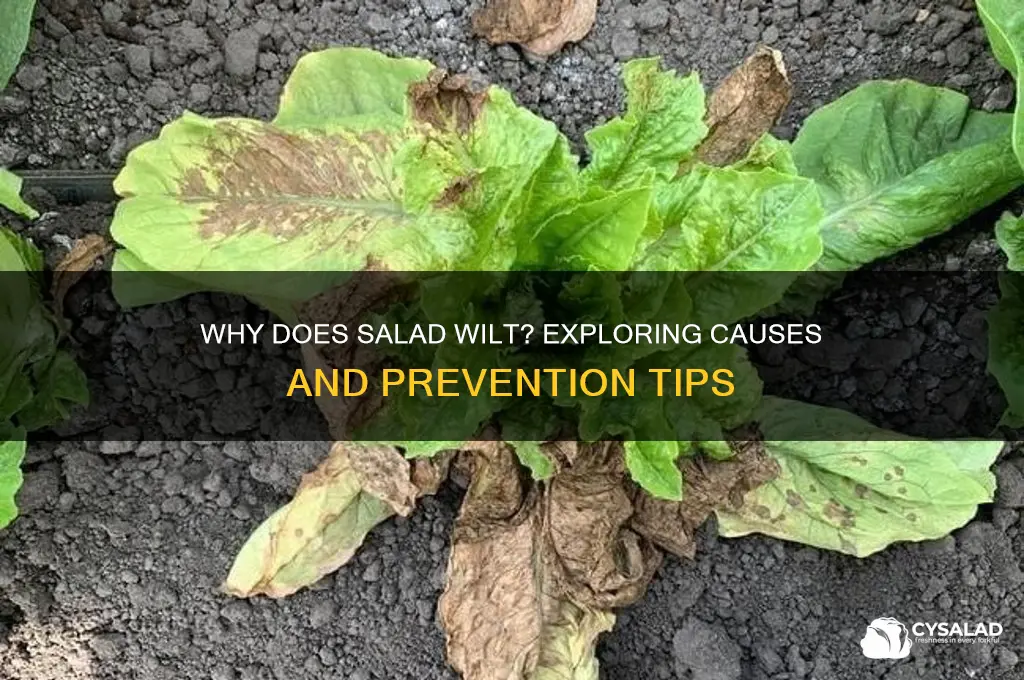 Why Does Salad Wilt? Exploring Causes And Prevention Tips | CySalad