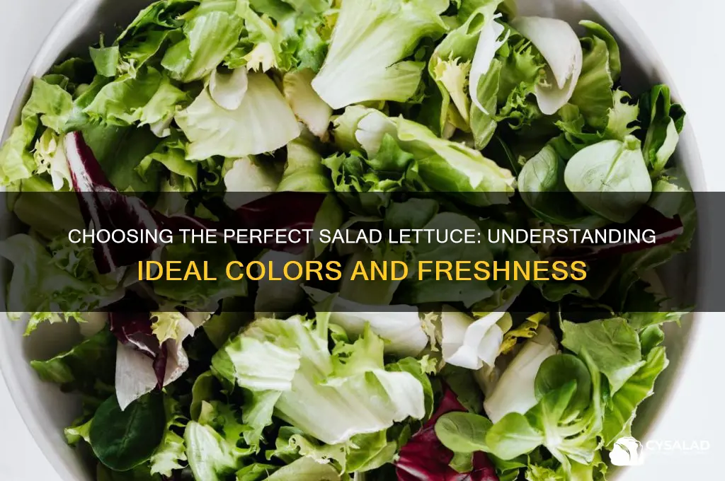 Choosing The Perfect Salad Lettuce: Understanding Ideal Colors And ...