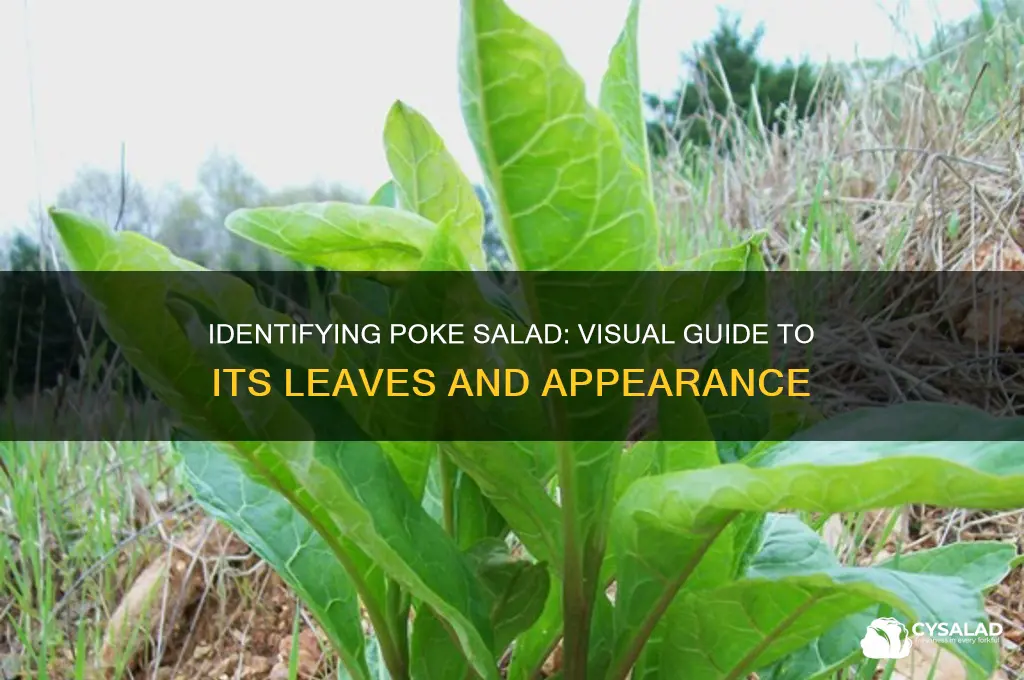 Identifying Poke Salad: Visual Guide To Its Leaves And Appearance | CySalad