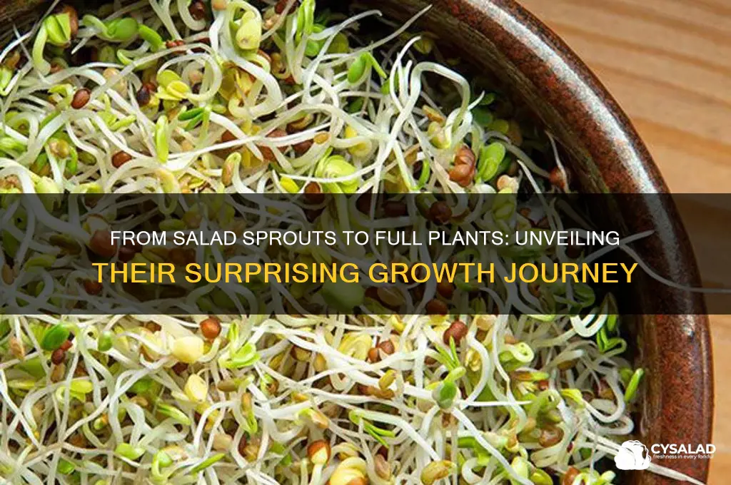 From Salad Sprouts To Full Plants: Unveiling Their Surprising Growth ...