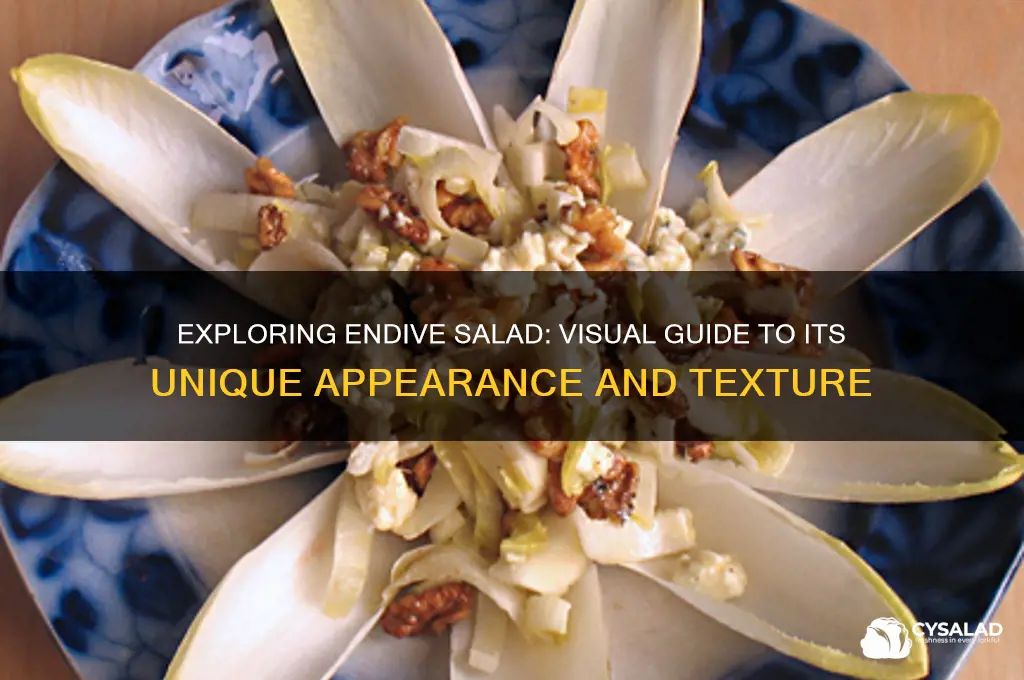 Exploring Endive Salad: Visual Guide To Its Unique Appearance And ...