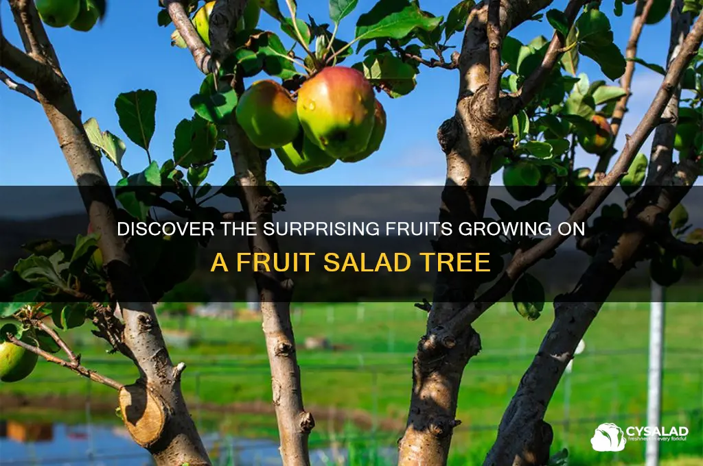 Discover The Surprising Fruits Growing On A Fruit Salad Tree | CySalad