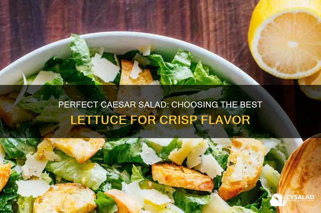 Perfect Caesar Salad: Choosing The Best Lettuce For Crisp Flavor | CySalad